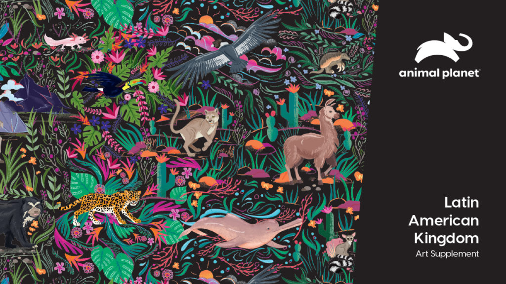 Illustrations for Animal Planet Latin American Kingdom | StyleWorks