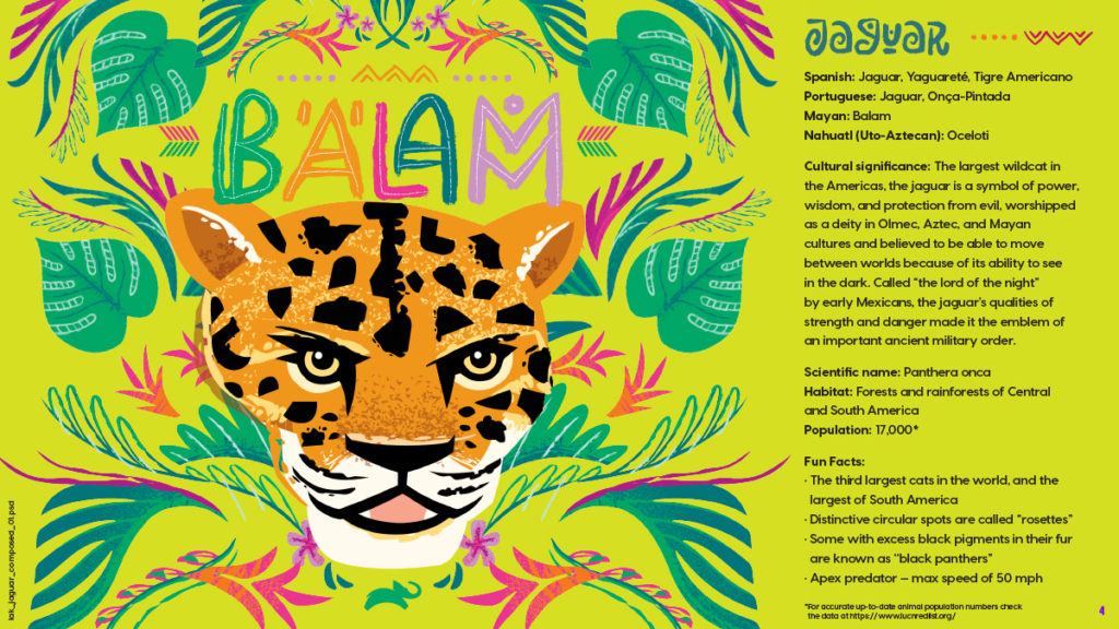 Illustrations for Animal Planet Latin American Kingdom | StyleWorks